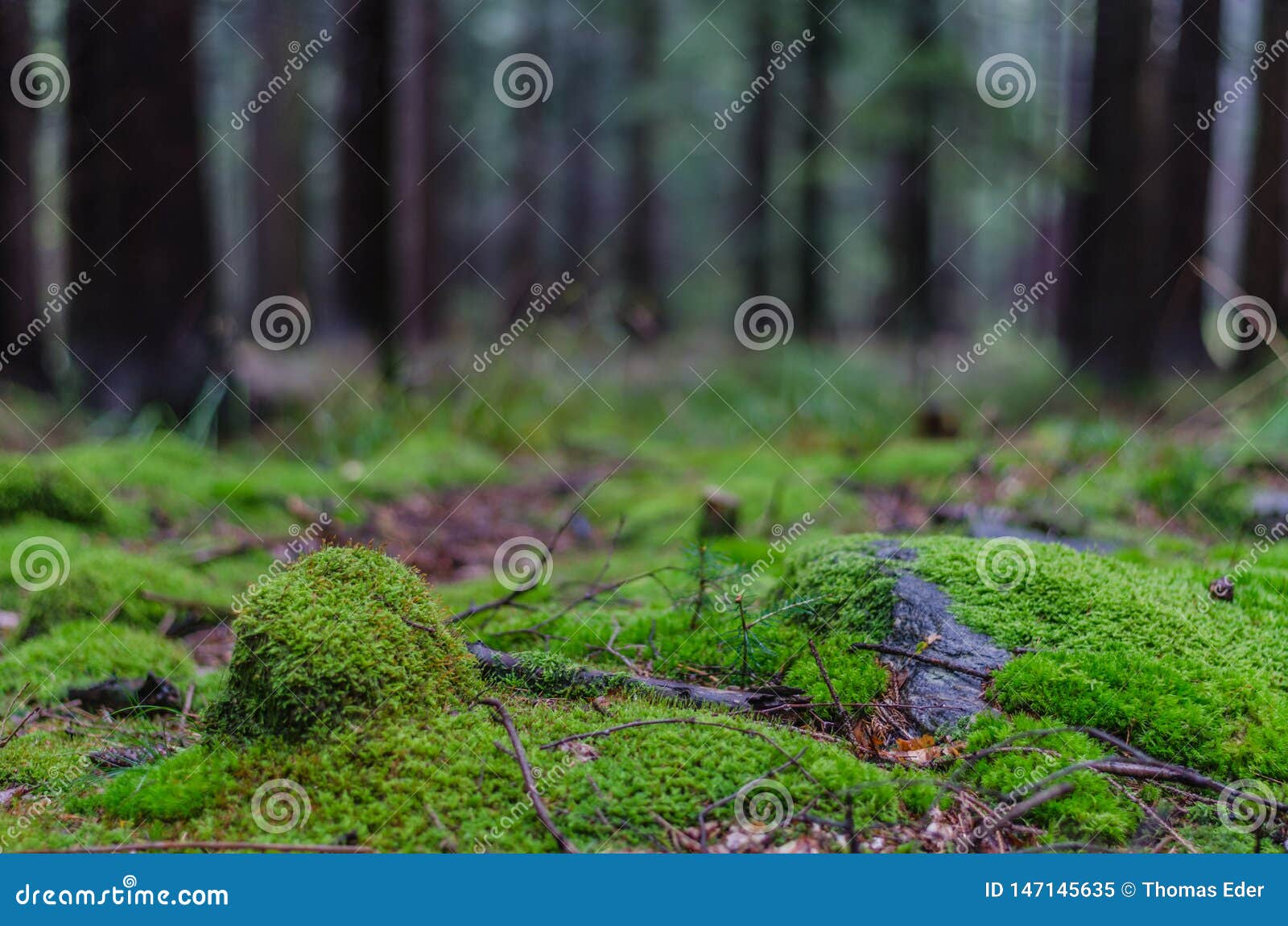 Forest Floor with Green Moss Stock Image - Image of field, birch: 147145635