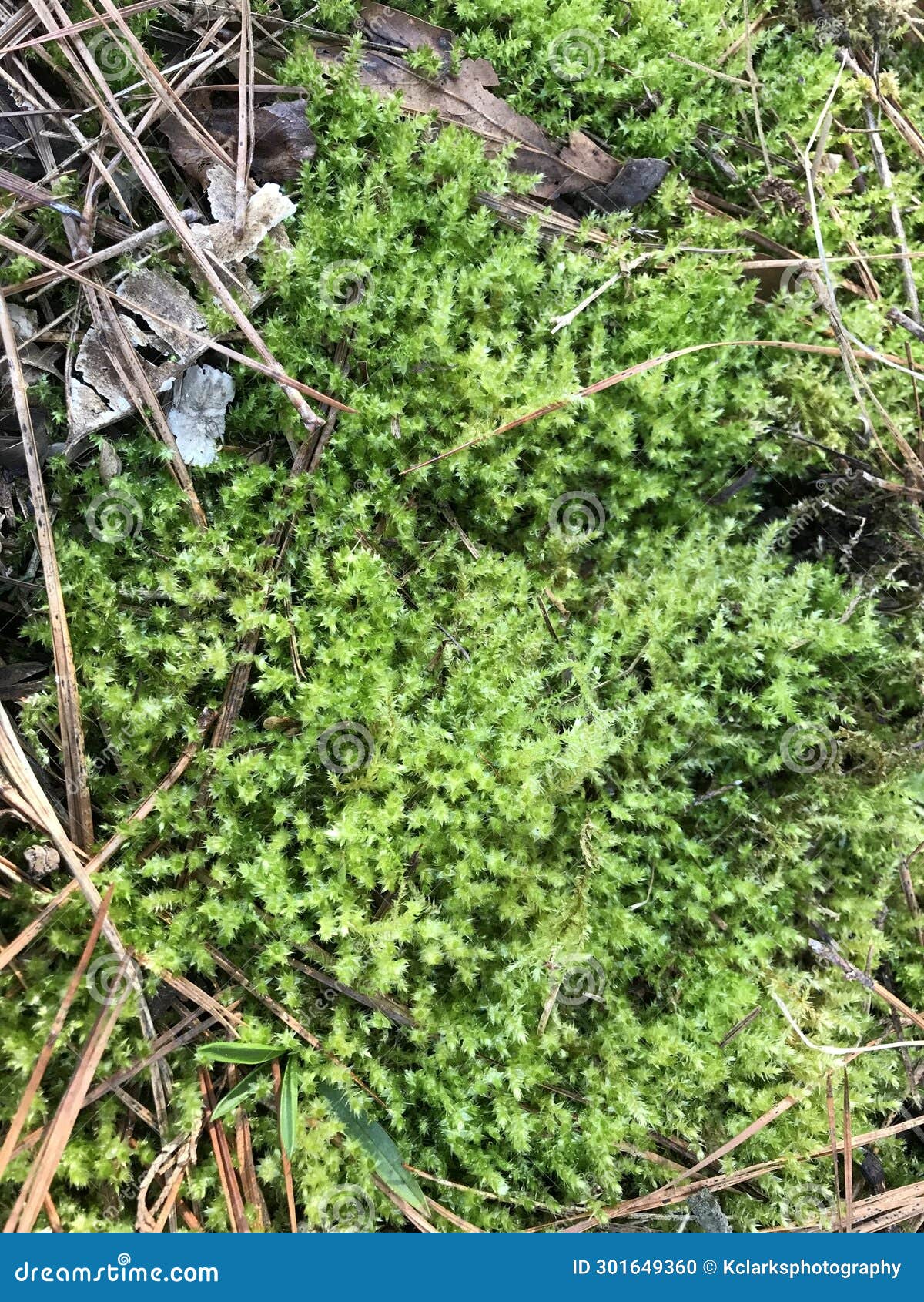 Forest Floor Leaf Litter and Moss Under Oak Tree Closeup Stock Photo ...