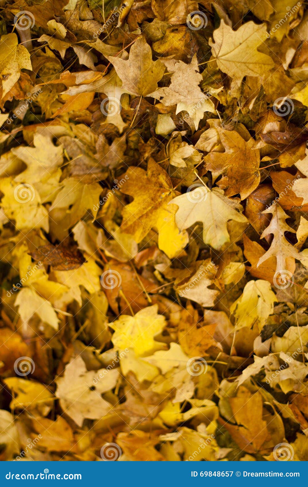 A Forest Floor of Leaves in the Fall Stock Image - Image of leaves ...
