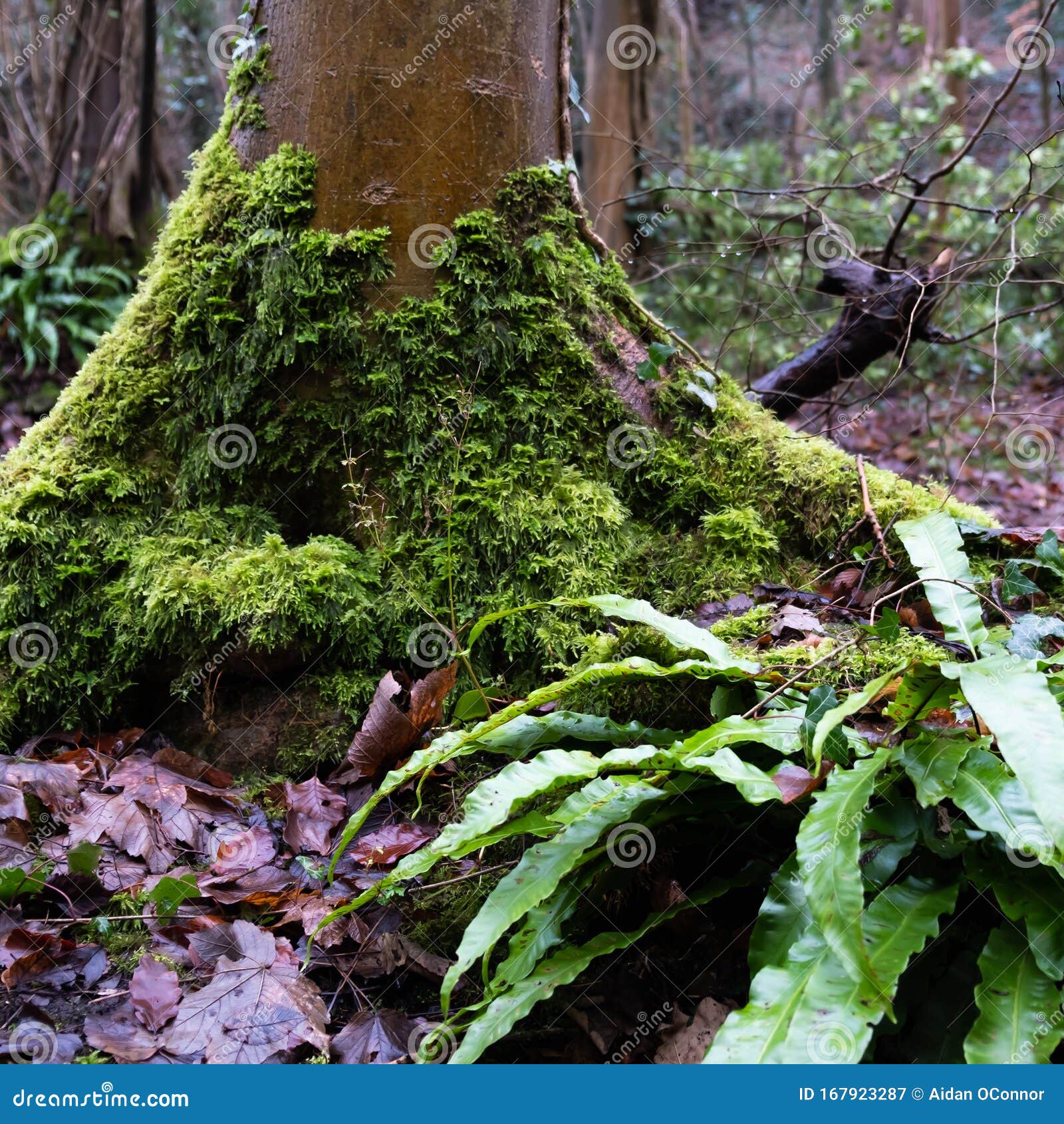Forest Floor level stock image. Image of floor, level - 167923287