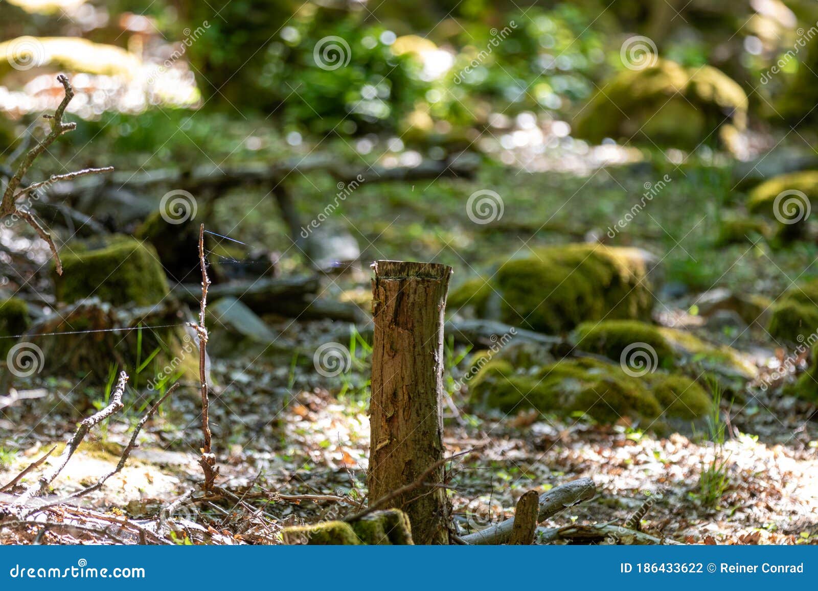 Forest Floor with Moss, Stones and Tree Stump with Spider Threads Stock ...