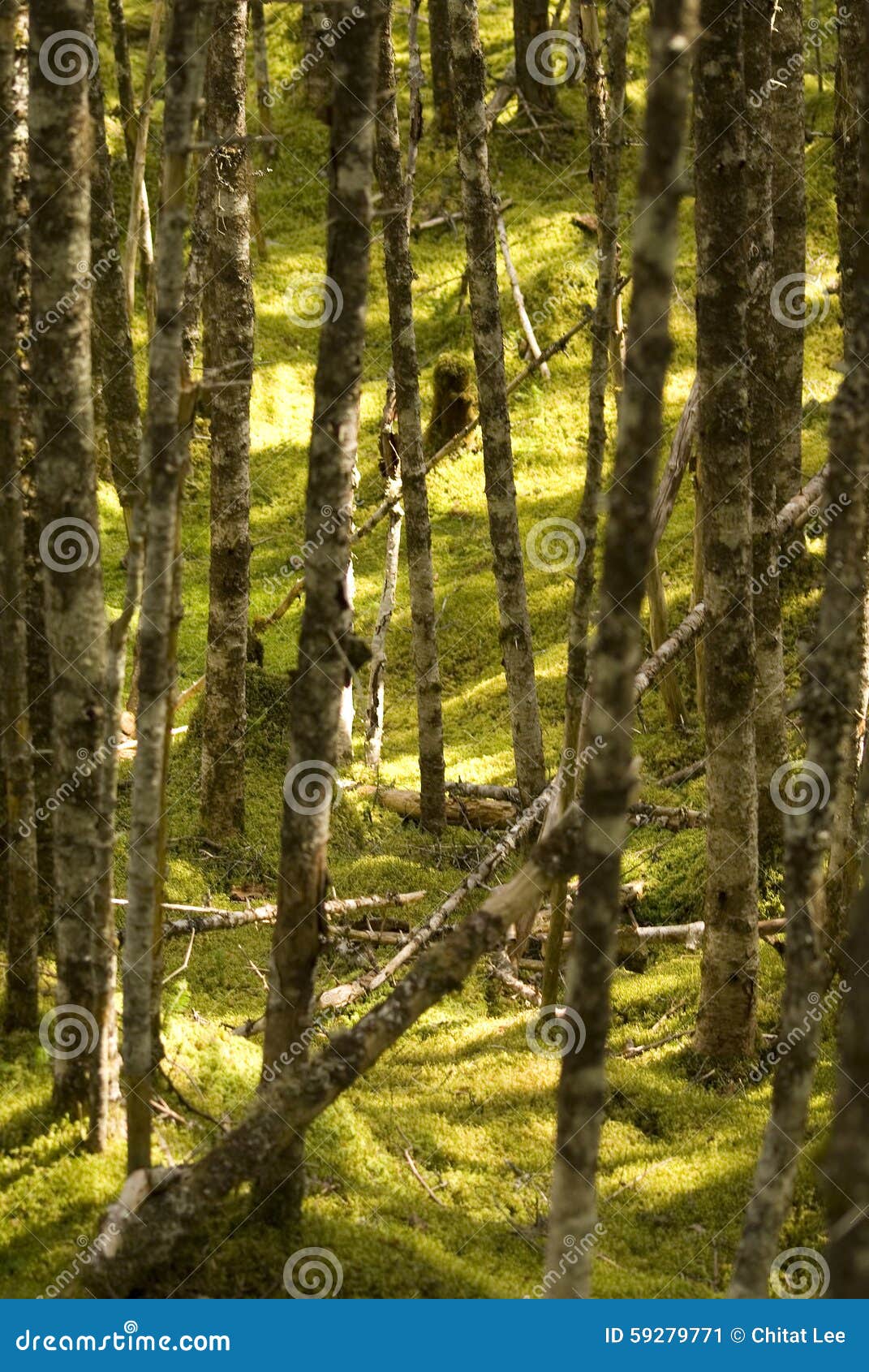 Forest Floor in Newfoundland Stock Image - Image of newfoundland, trees ...