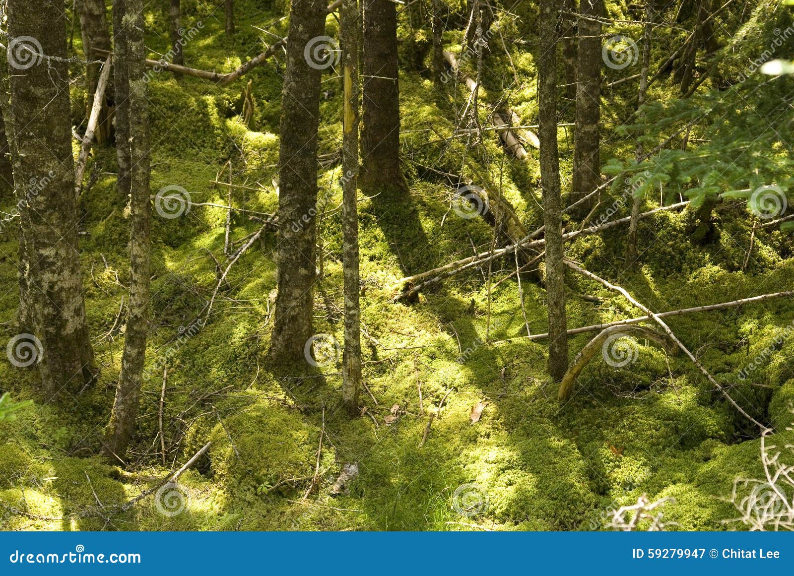 Forest Floor in Newfoundland Stock Image - Image of nature, atlantic ...
