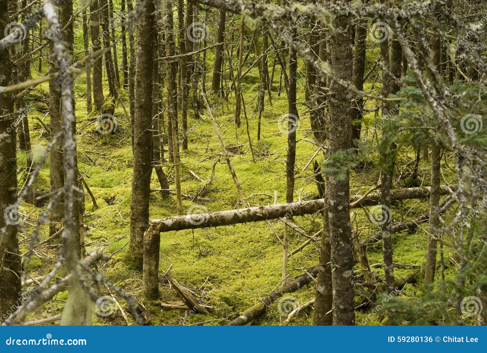Forest Floor in Newfoundland Stock Photo - Image of east, ground: 59280136