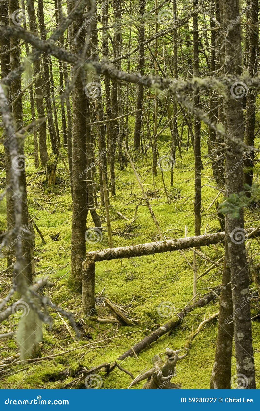 Forest Floor in Newfoundland Stock Image - Image of forest, nature ...