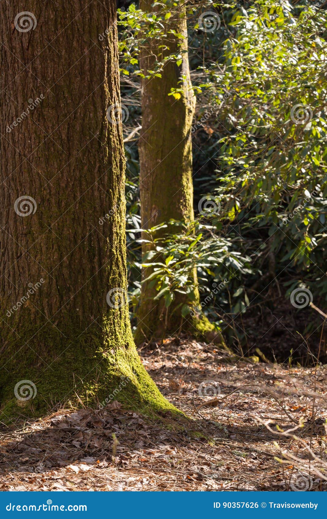 Forest Floor stock photo. Image of outdoor, outdoors - 90357626