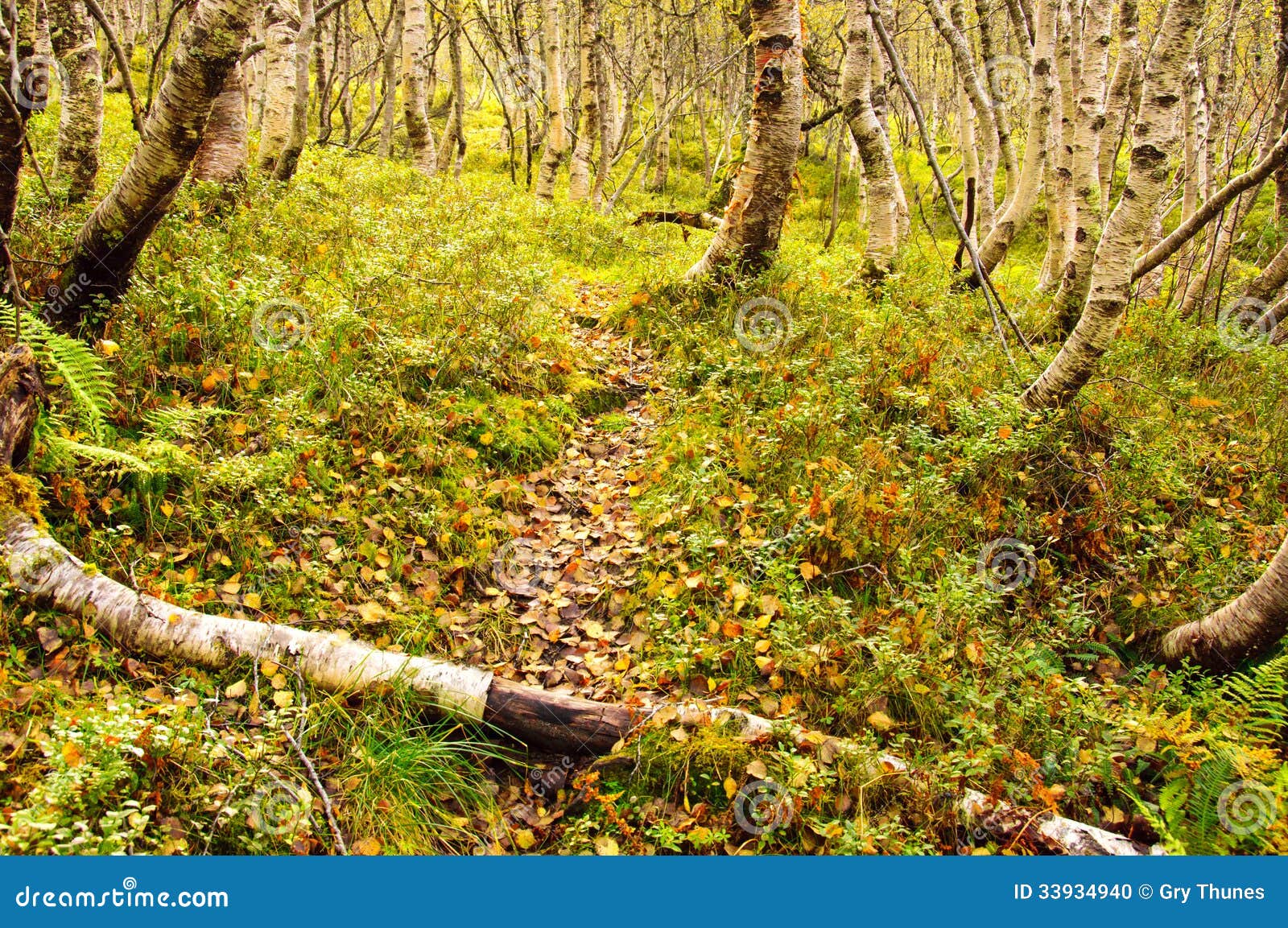 Forest floor scenery stock photo. Image of hiking, fall - 33934940