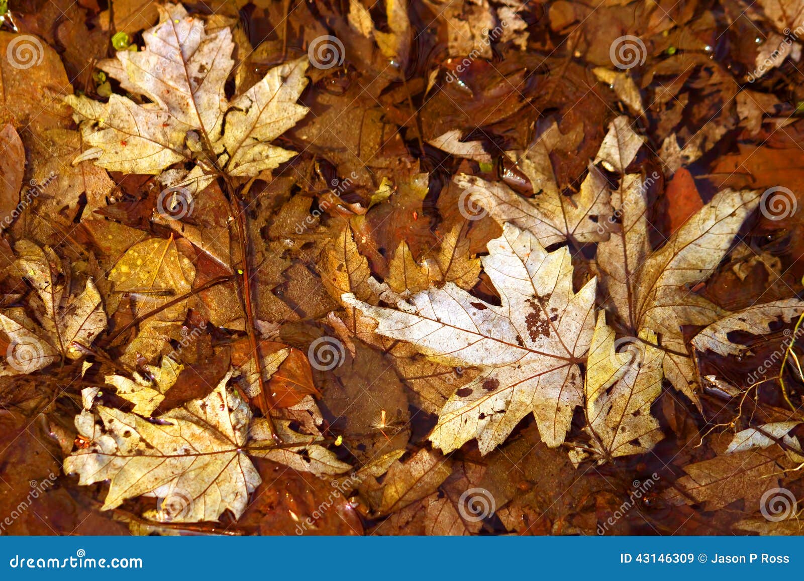 Forest Floor Scenery Illinois Stock Image - Image of spring, plant ...