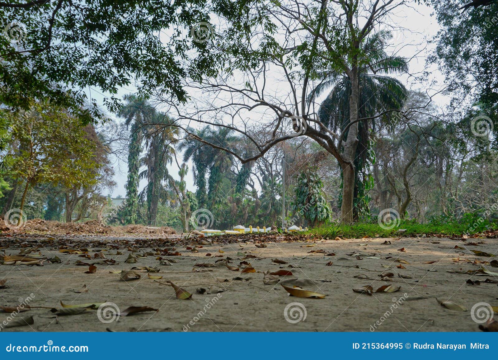 Forest Floor, Shot from Ground Level, India Stock Image - Image of ...
