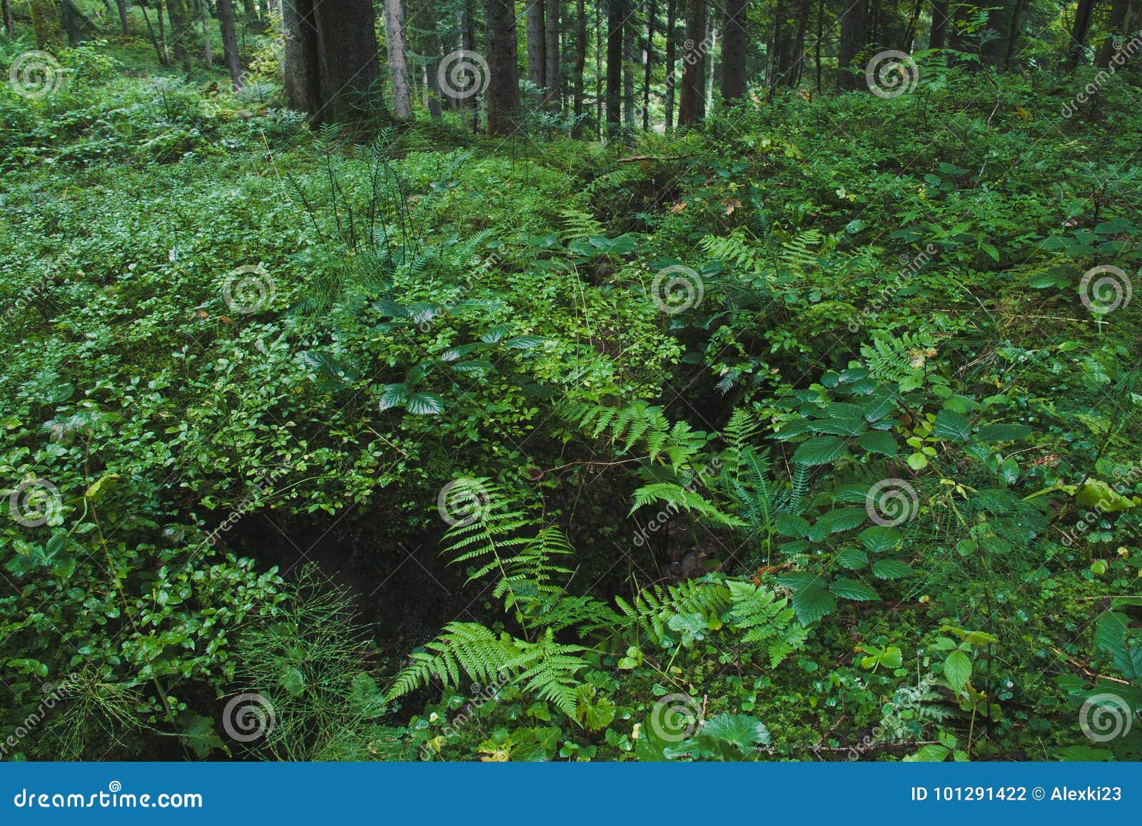 Forest floor stock photo. Image of undergrowth, trees - 101291422