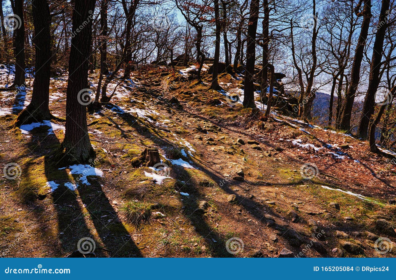 Forest Floor with Snow and Moss on Stones in Spring Stock Photo - Image ...