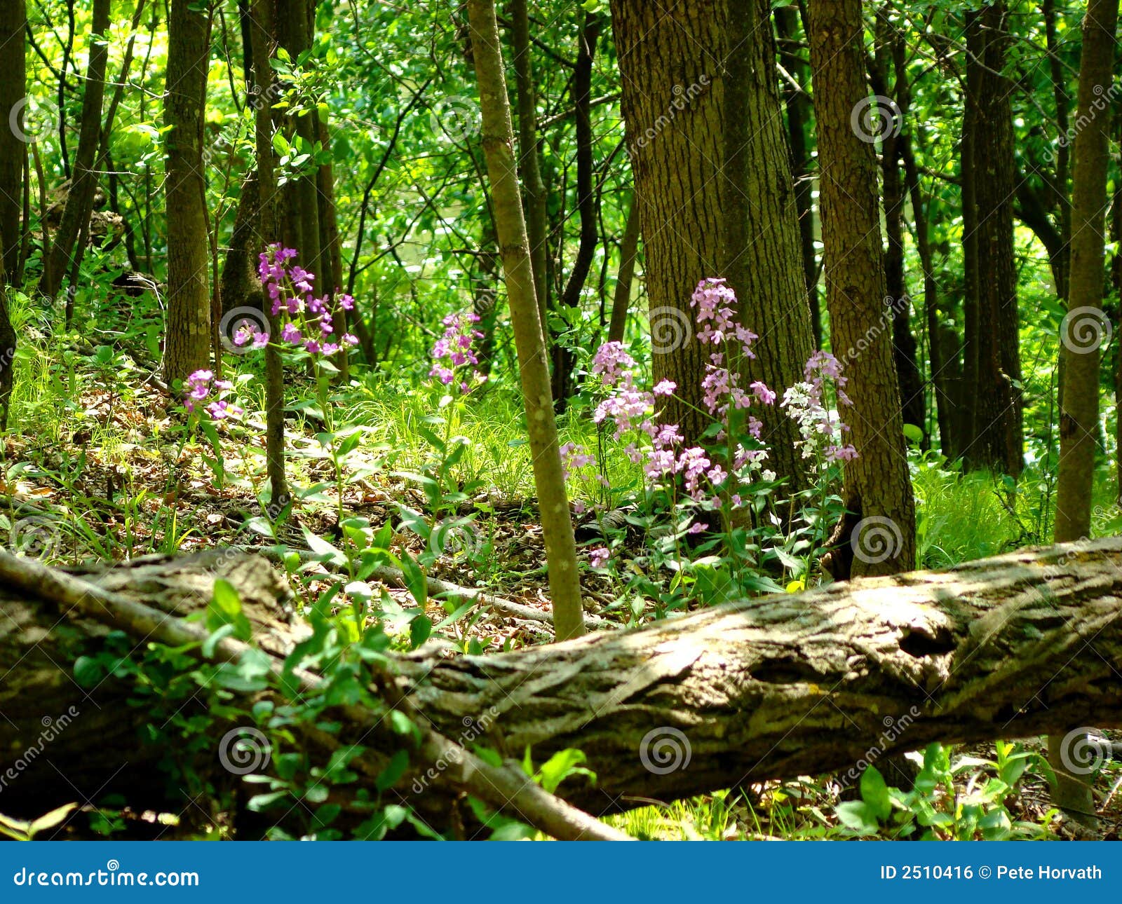Forest floor tree fall stock photo. Image of green, pruple - 2510416