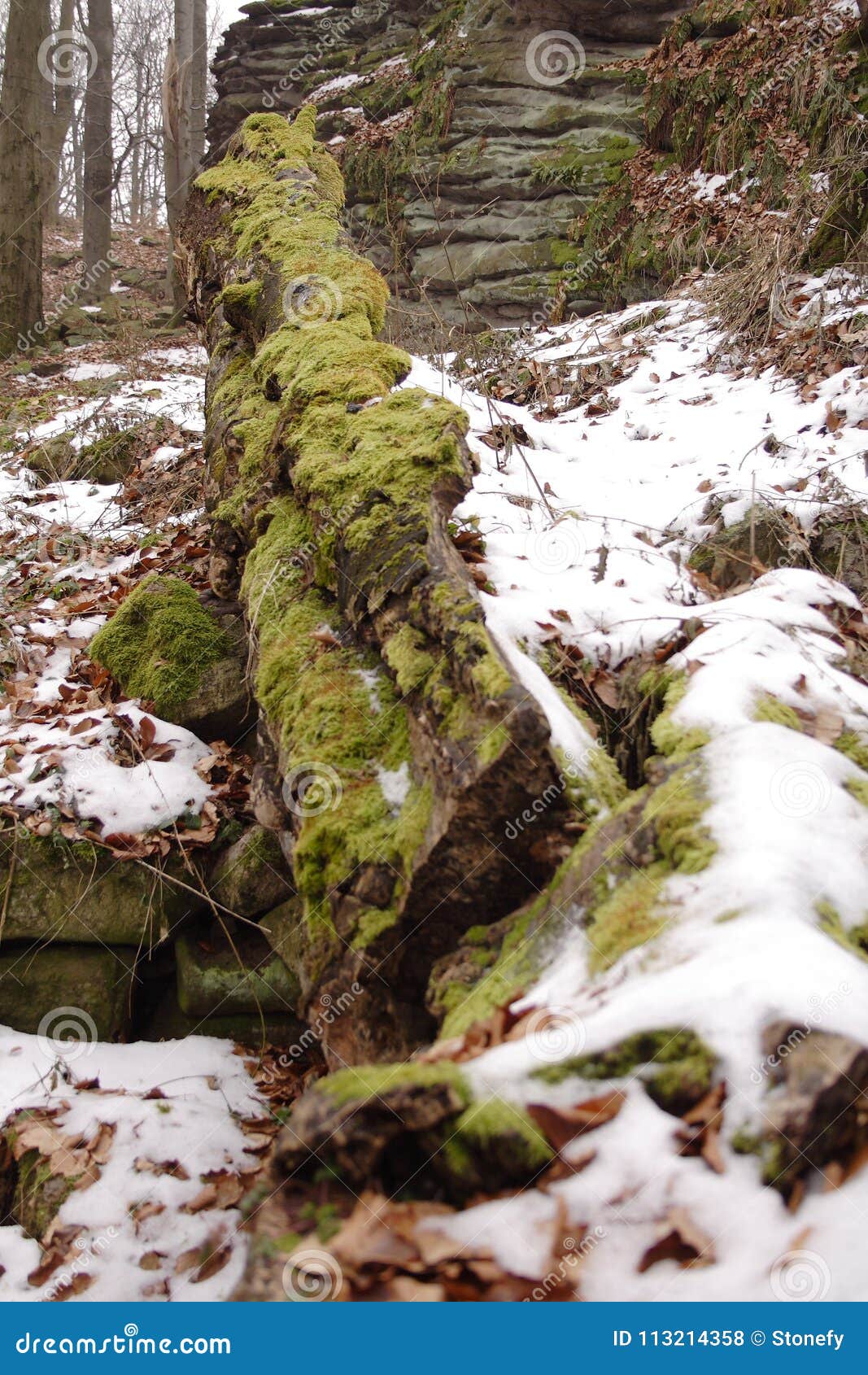 Forest Floor in the Winter. Stock Photo - Image of branch, bryophyta ...
