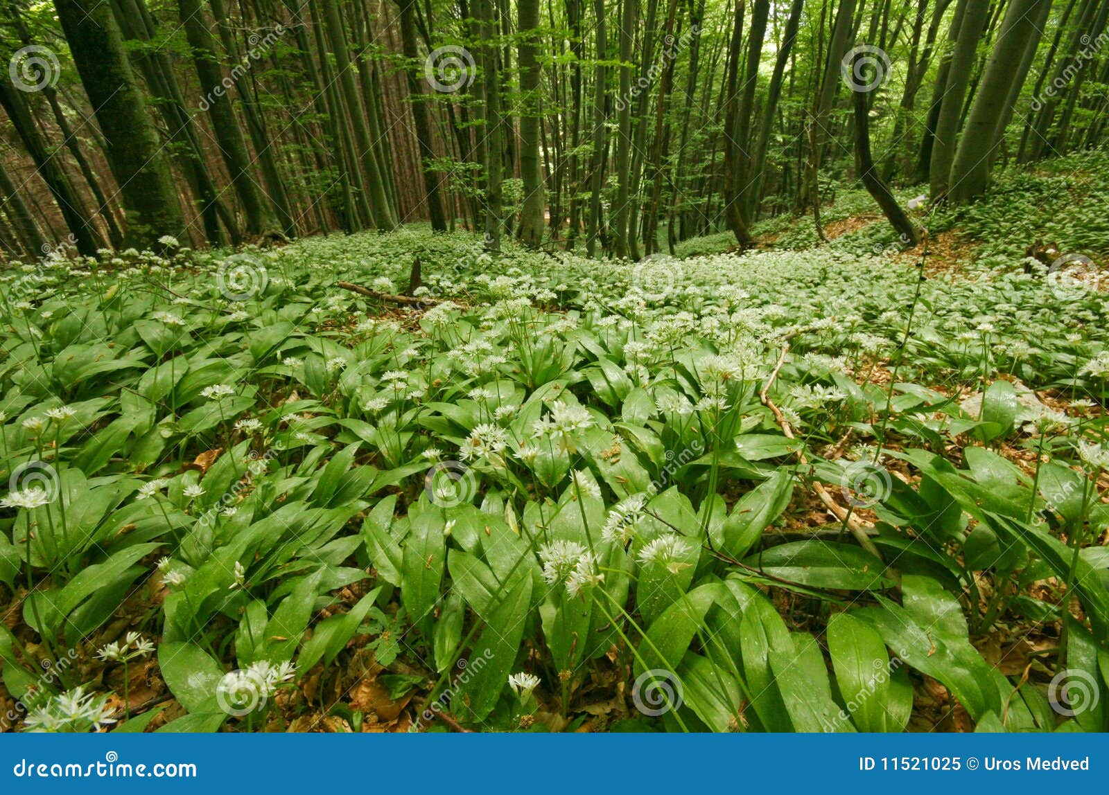 Forest flora stock image. Image of landscape, branch - 11521025
