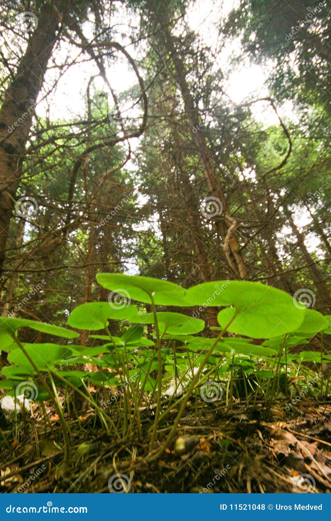 Forest flora stock photo. Image of mystic, deep, lush - 11521048