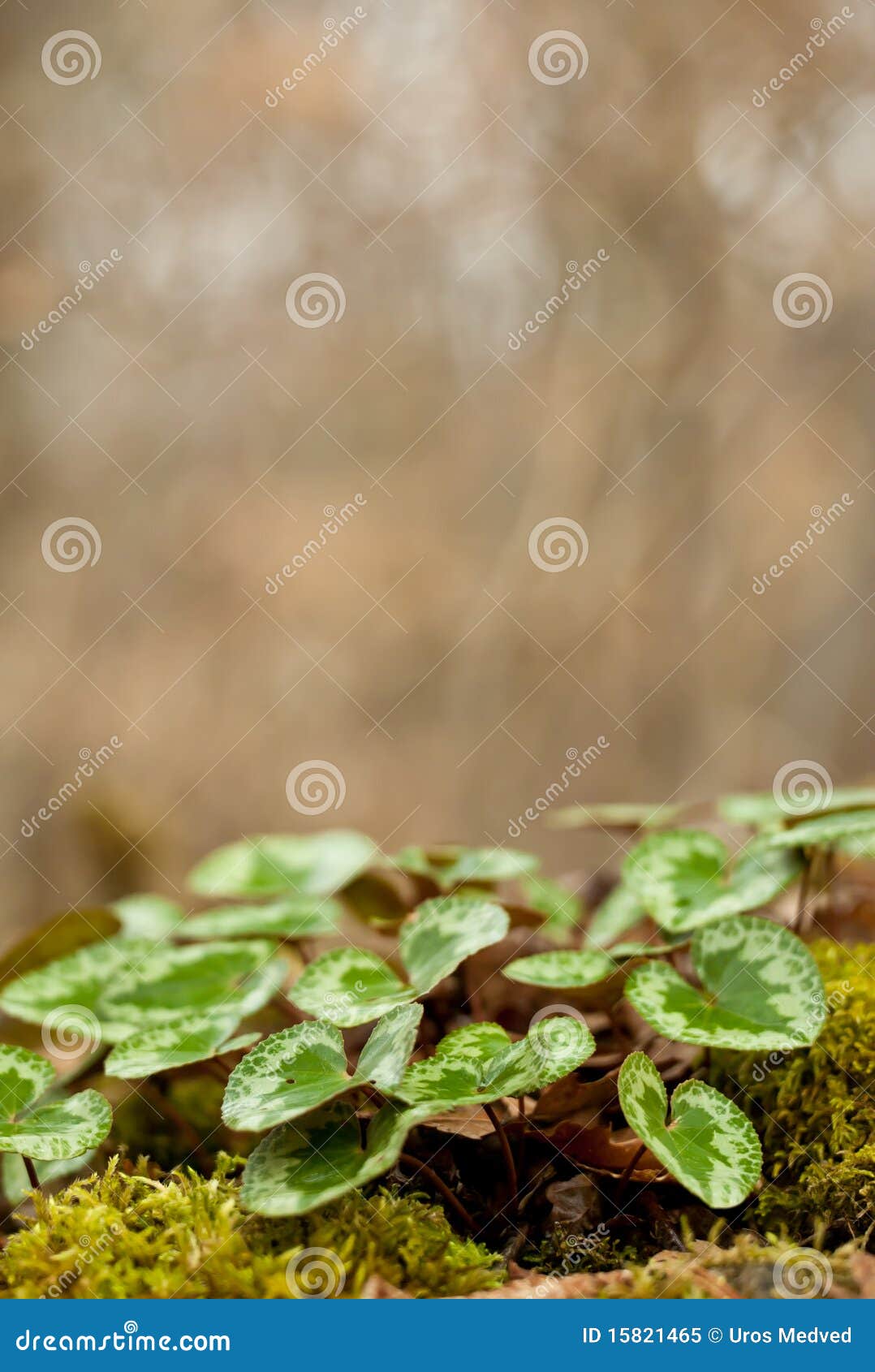 Forest flora stock image. Image of delicate, plants, environment - 15821465