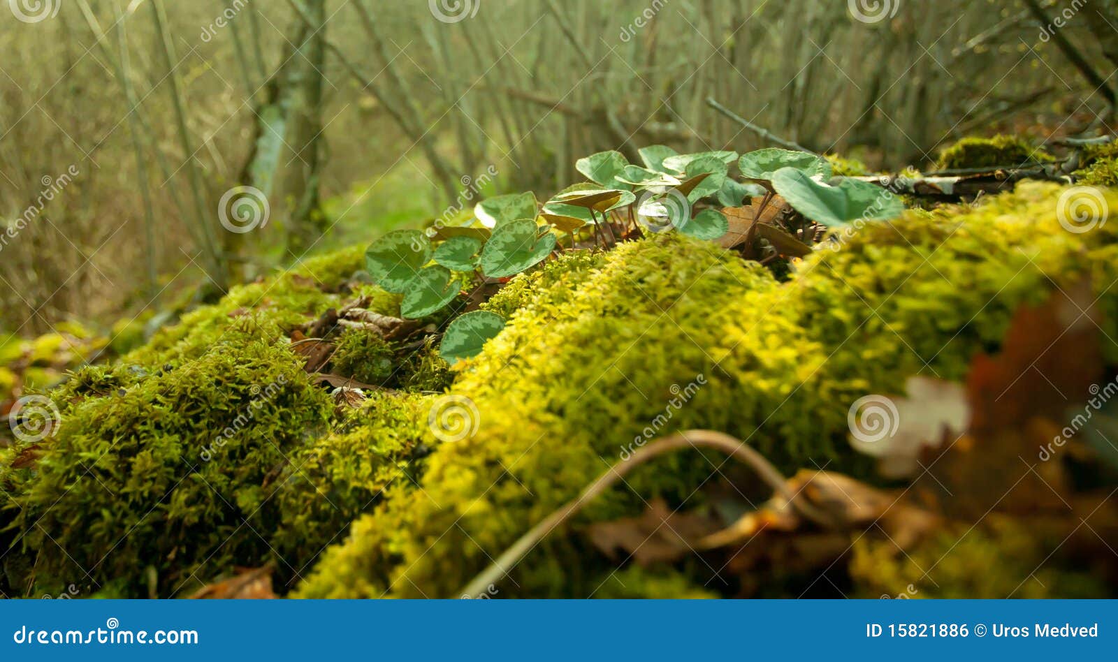 Forest flora stock photo. Image of moss, natural, environment - 15821886