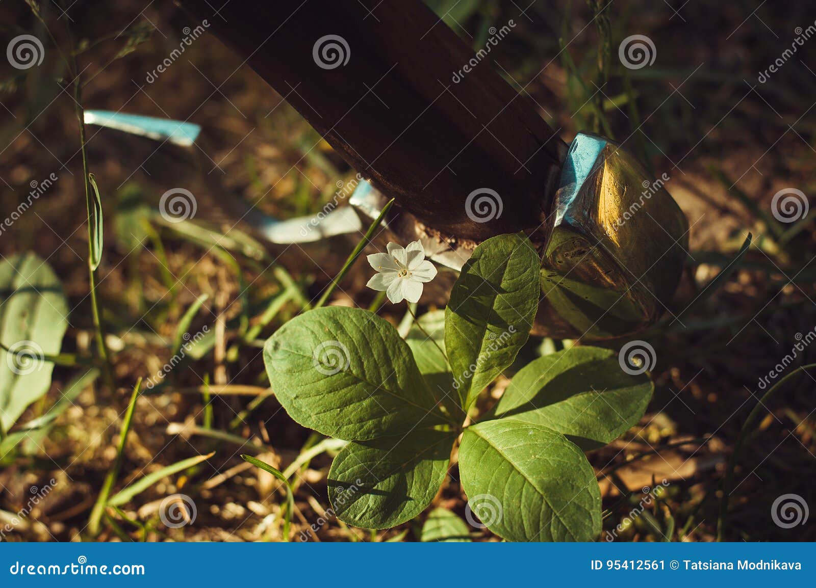 Ax Flower Stock Photos - Free & Royalty-Free Stock Photos from Dreamstime