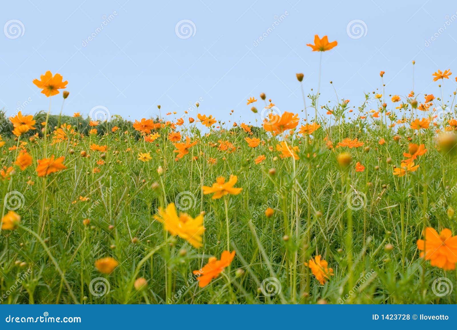 Forest of Flowers stock photo. Image of display, enjoy - 1423728