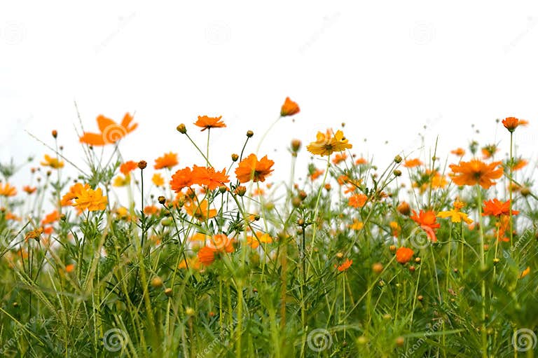 Forest of Flowers stock image. Image of flowers, garden - 1477291