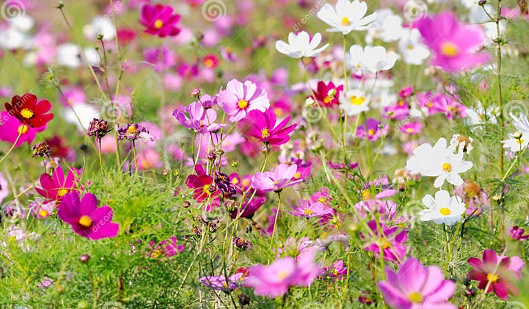 Forest of Flowers stock image. Image of ecology, coloured - 1933717