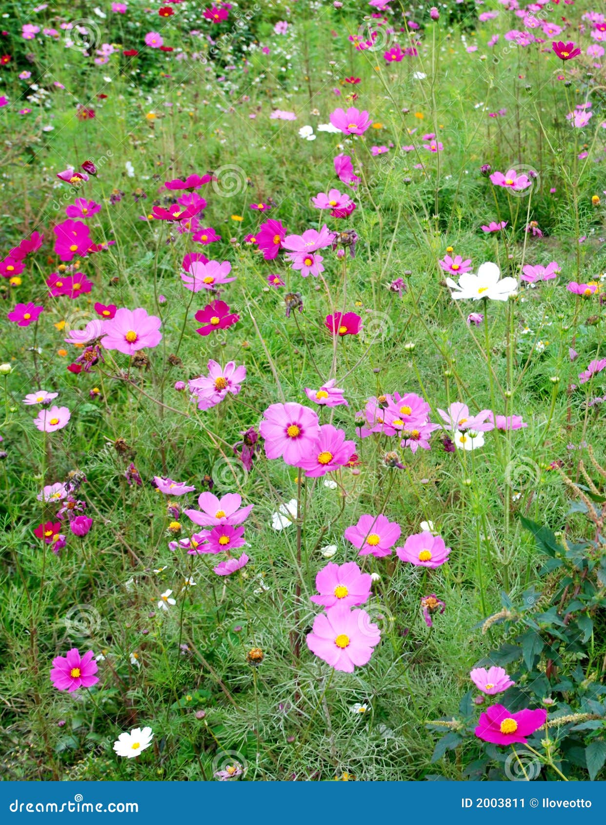 Forest of Flowers stock image. Image of countryside, ecology - 2003811