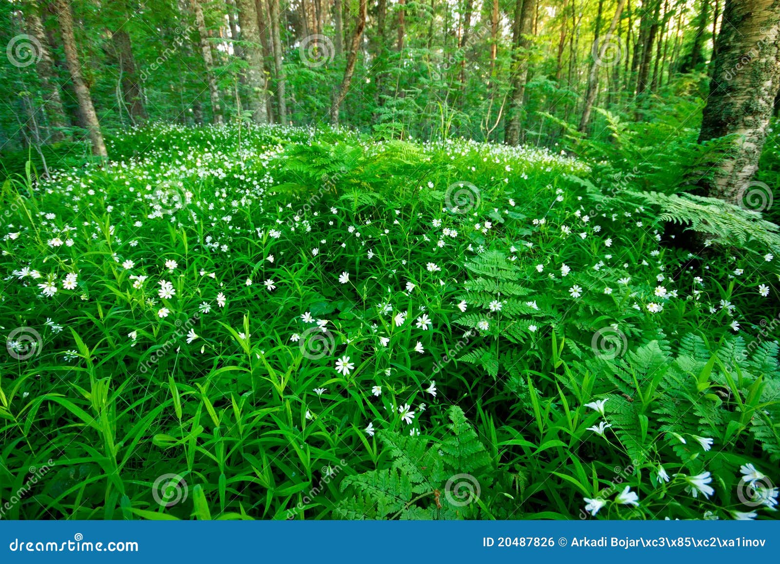 Forest and flowers stock photo. Image of glade, tree - 20487826