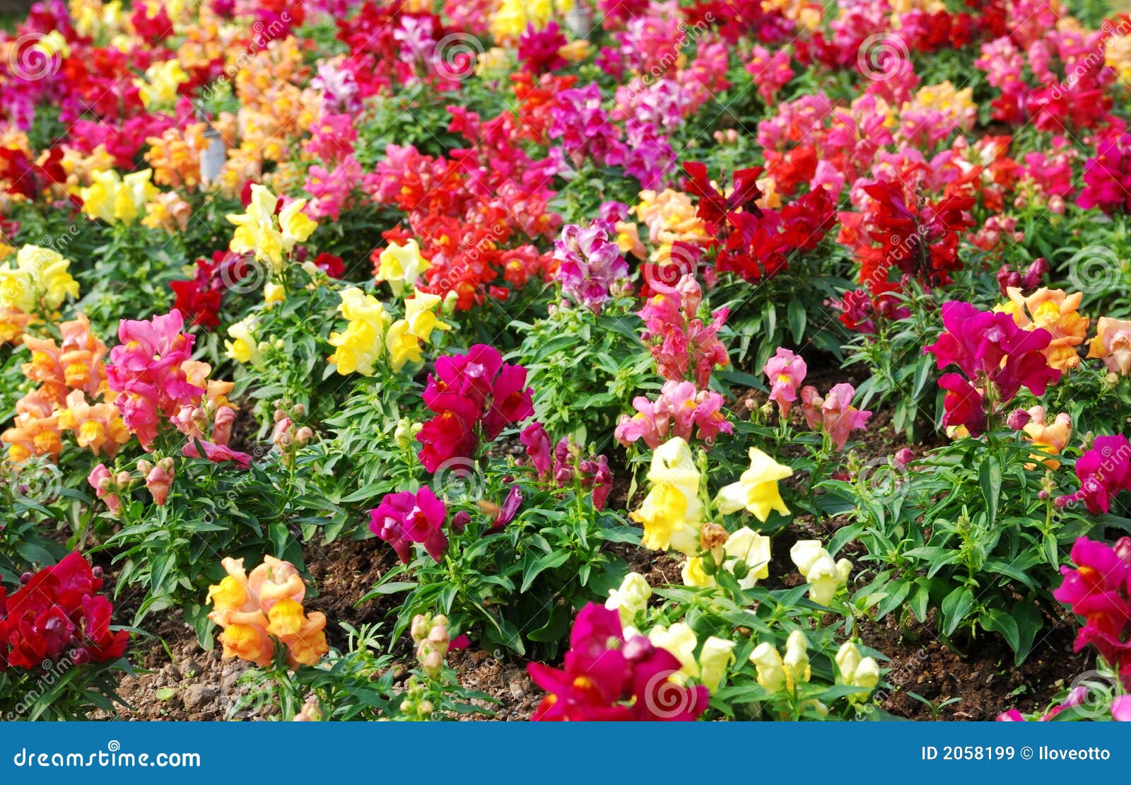 Forest of Flowers stock image. Image of freedom, green - 2058199