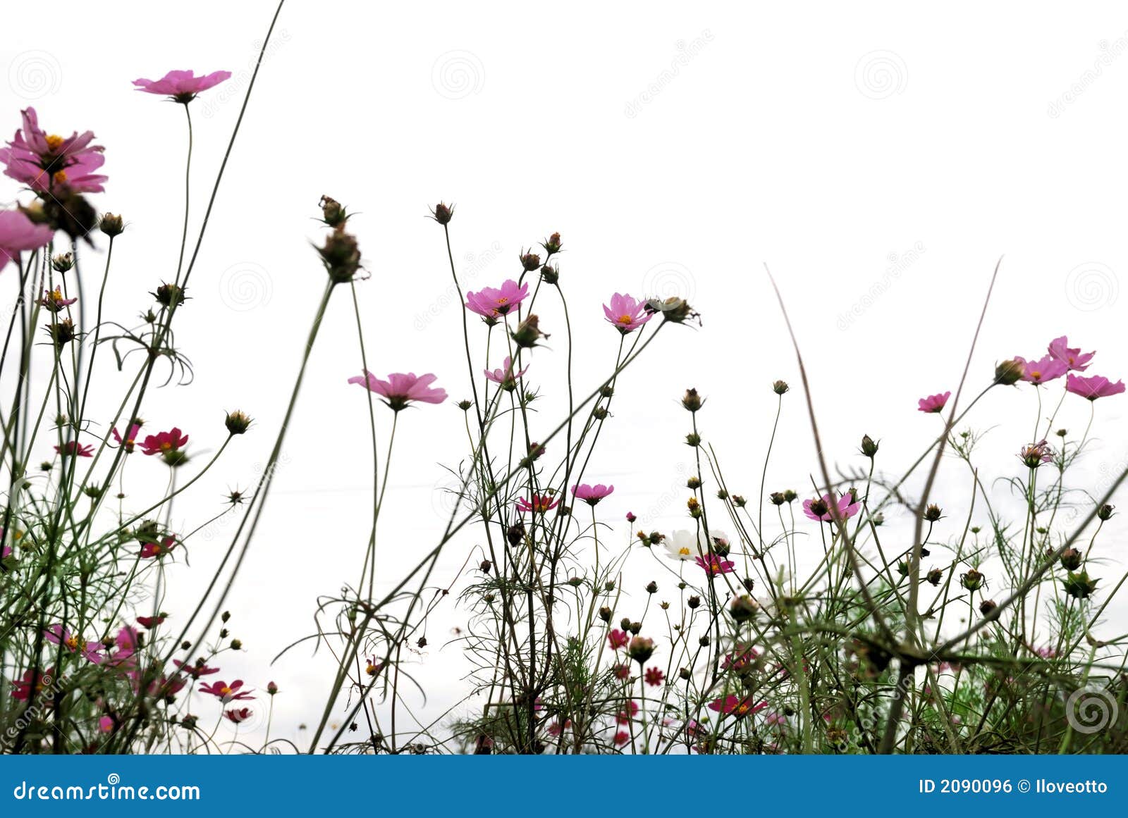 Forest of Flowers stock photo. Image of healthy, enjoy - 2090096