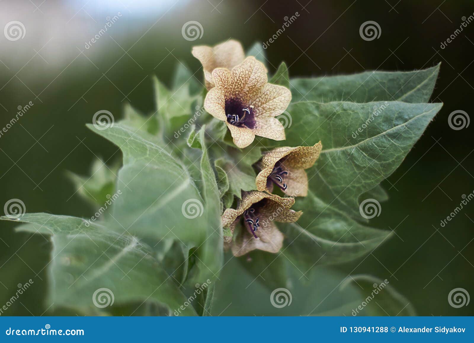 In a Forest Flowers Poisonous Henbane. Stock Photo - Image of niger ...