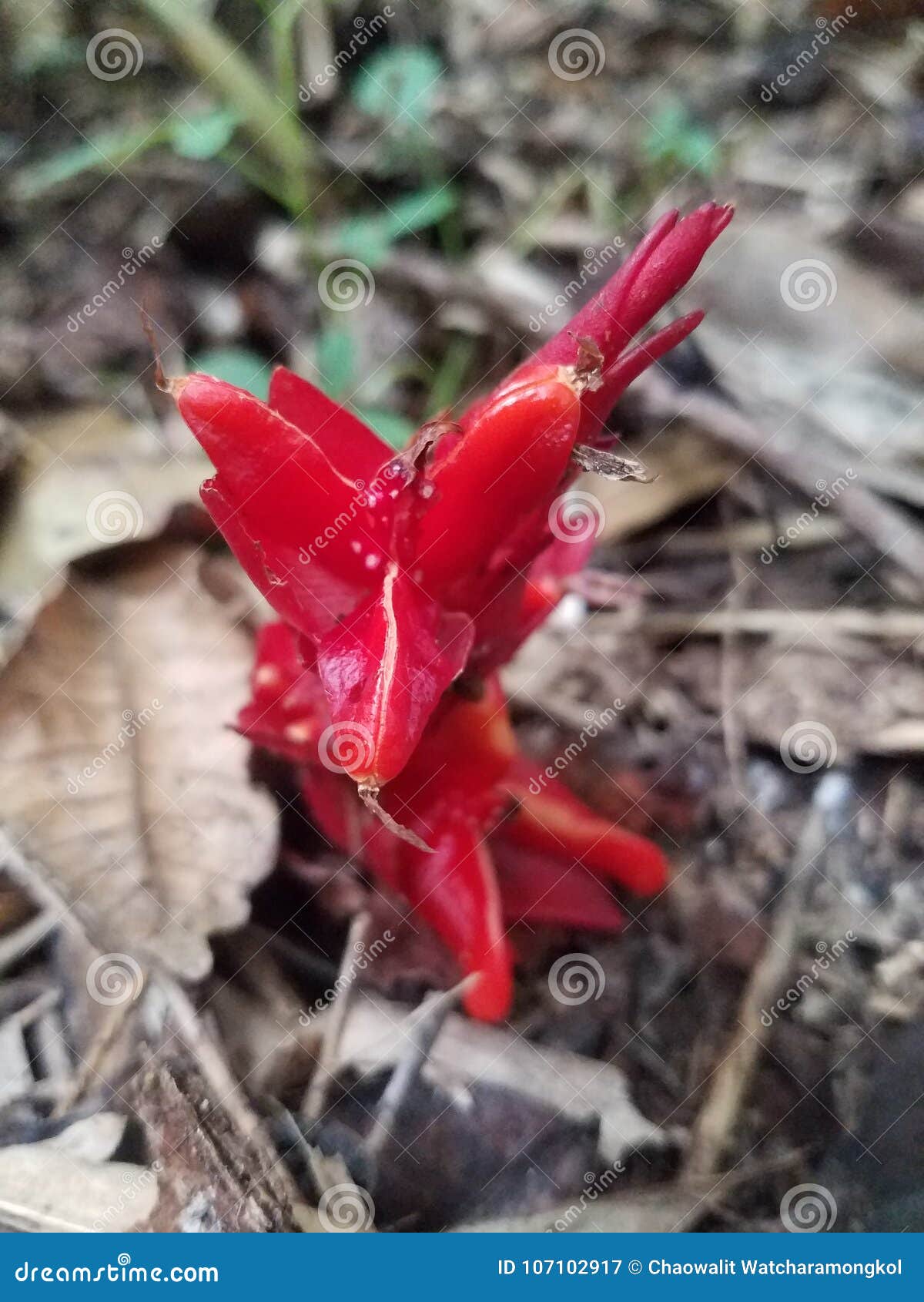Forest Flowers stock image. Image of flowers, flower - 107102917