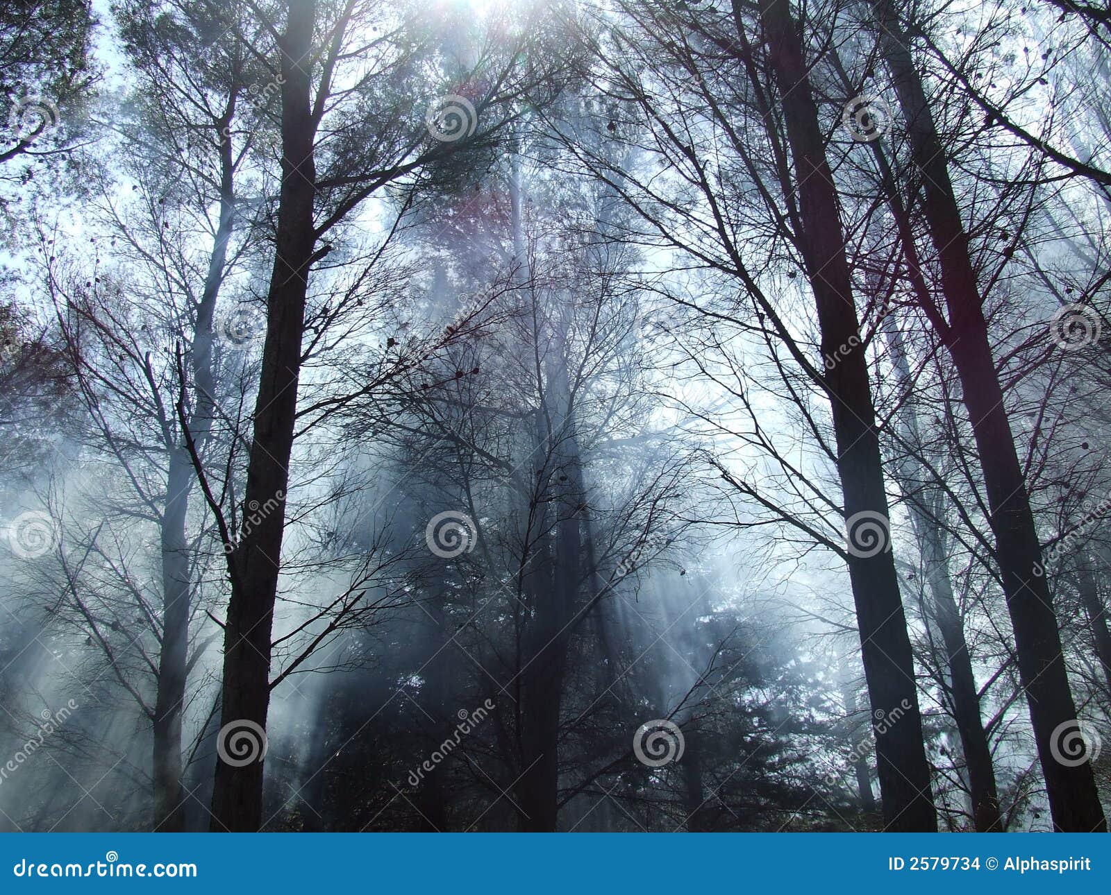 Forest fog stock photo. Image of forest, rays, background - 2579734