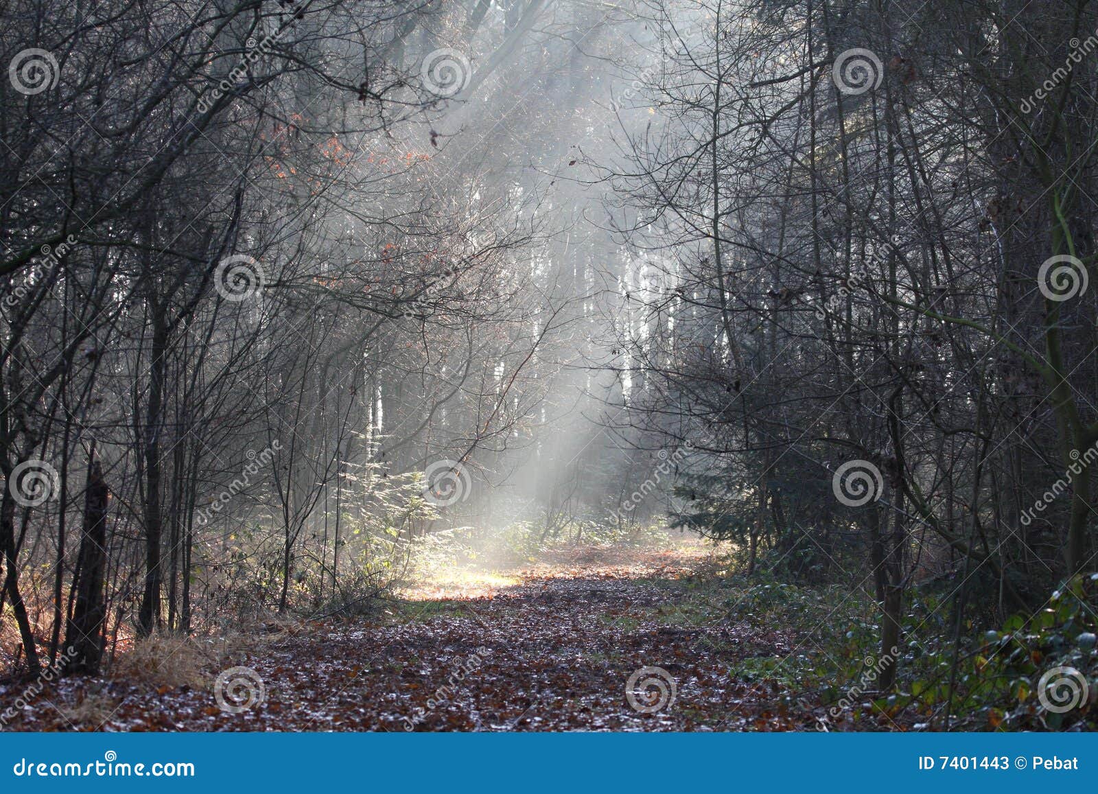 Forest in the fog stock image. Image of stem, mist, green - 7401443