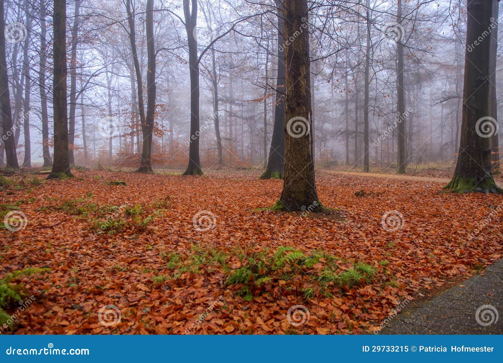 Fall Foliage in Foggy Forest Stock Image - Image of light, leafs: 29733215