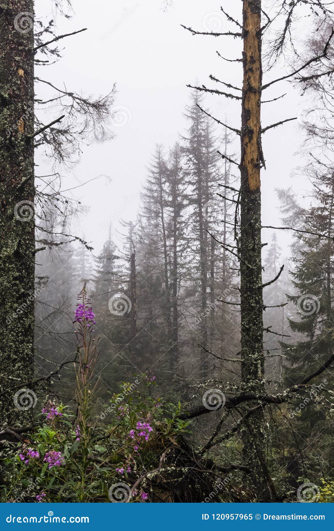 Forest in the fog stock image. Image of background, scary - 120957965
