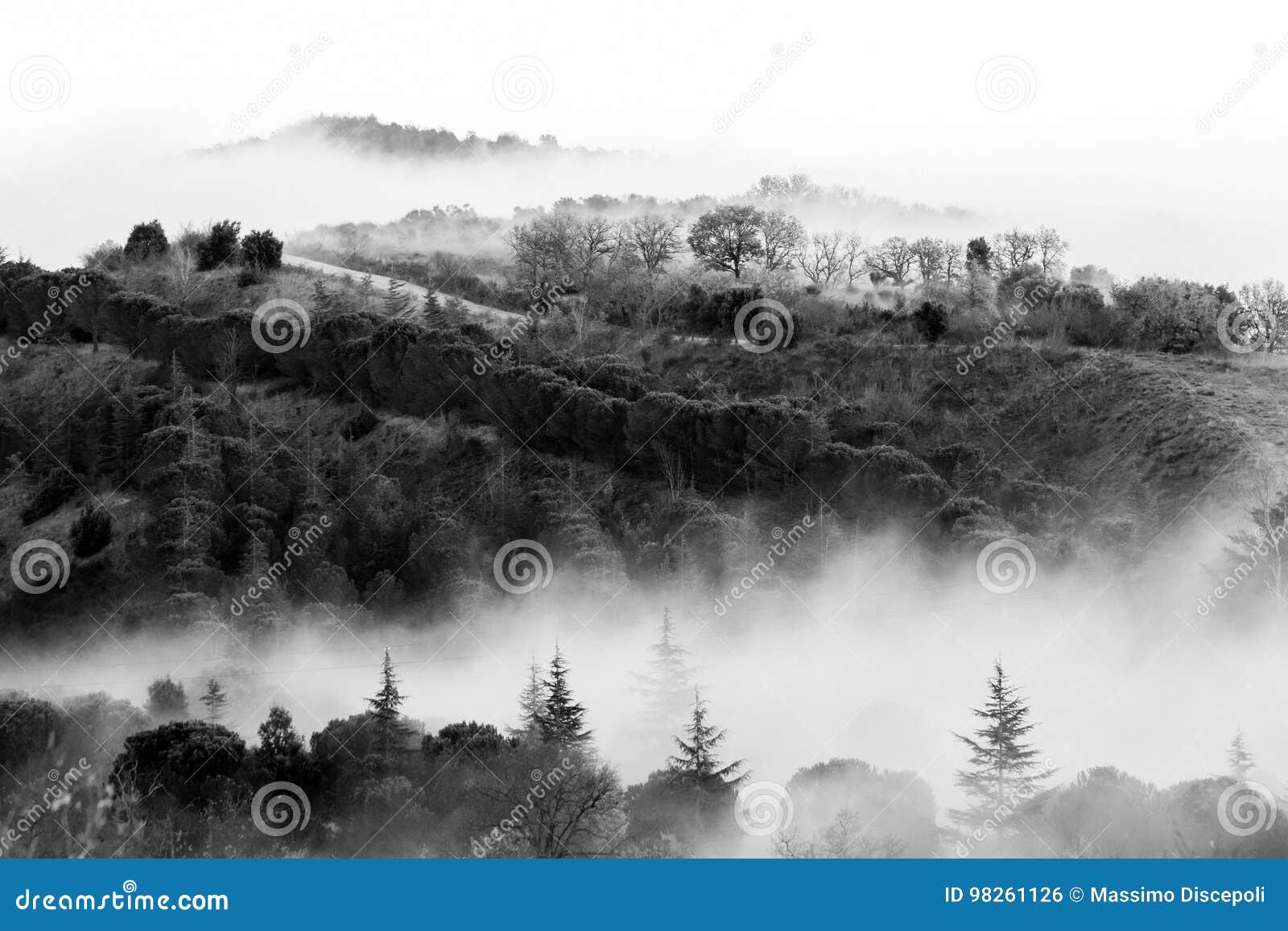 Forest and fog stock photo. Image of forest, middle, nature - 98261126
