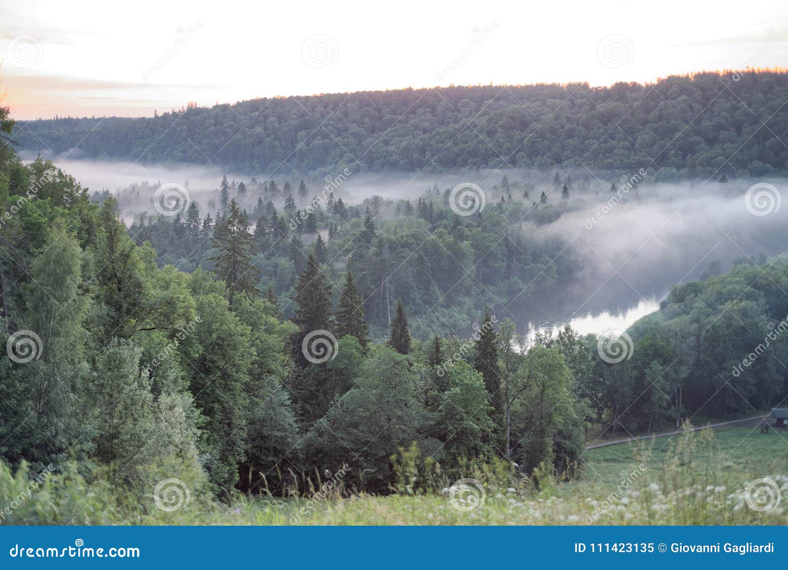 Forest with fog and river stock image. Image of sunset - 111423135