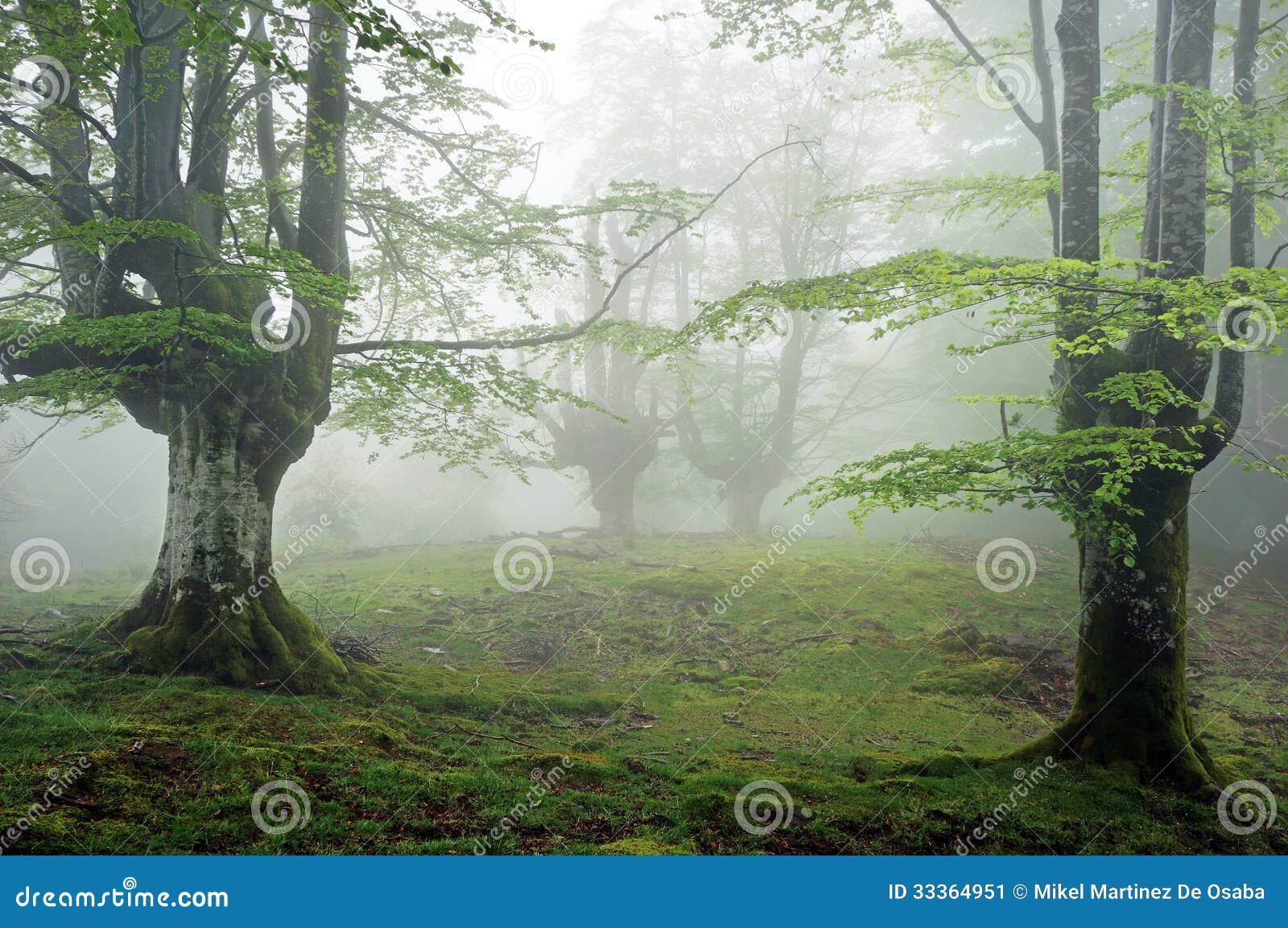 Forest with fog stock image. Image of mystery, natural - 33364951