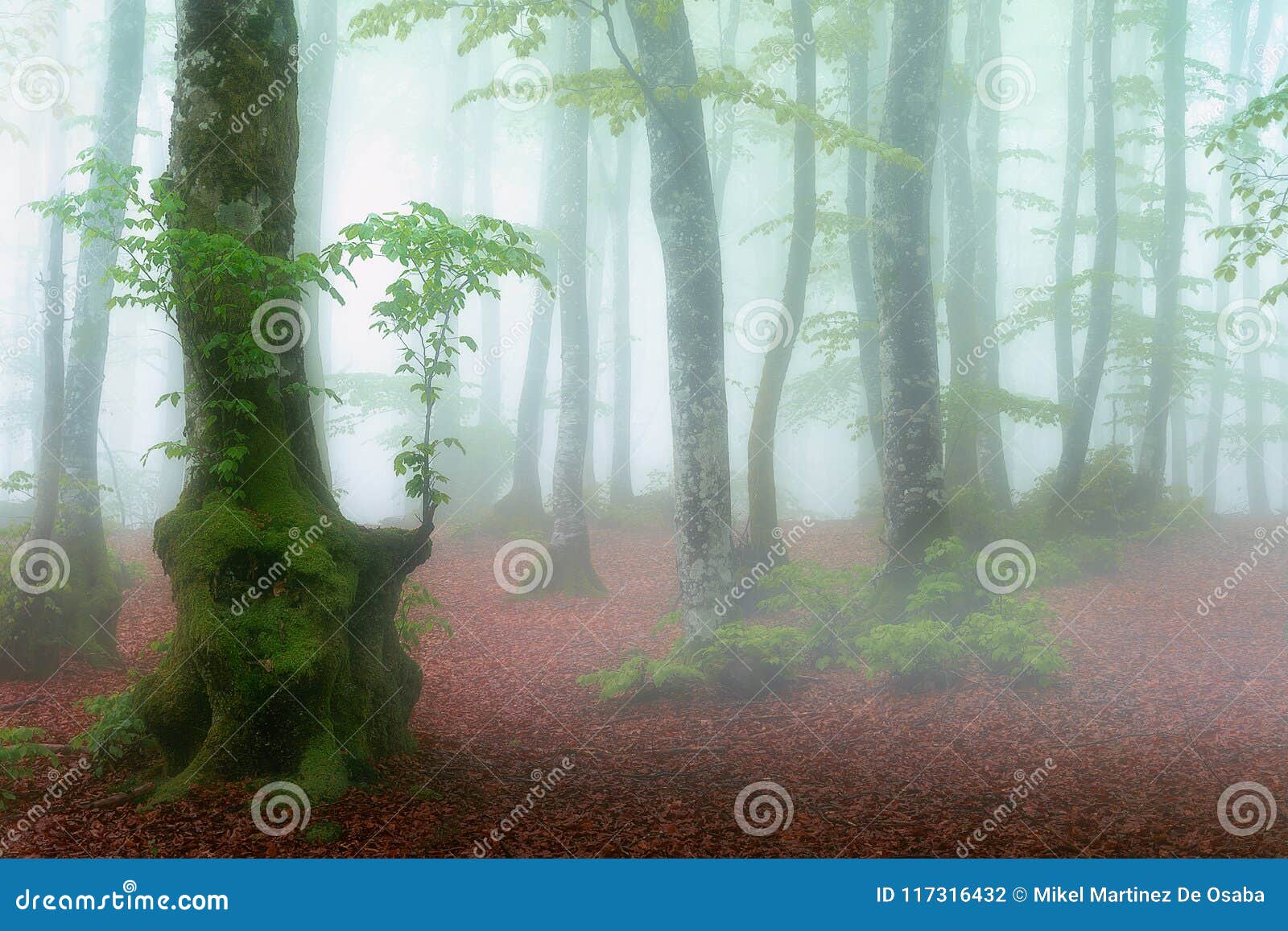 Forest with Fog at Spring with Beautiful Light Stock Photo - Image of ...