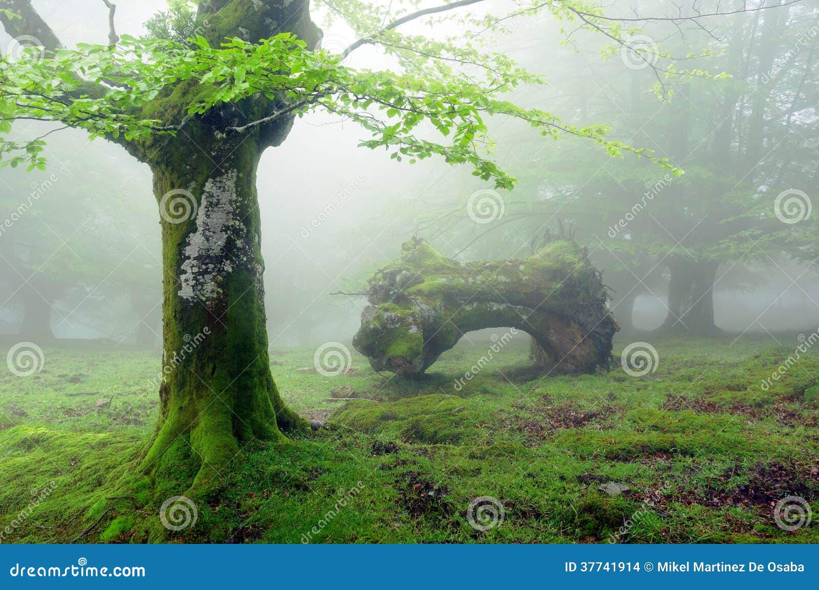 Forest with Fog in Spring and Dead Trunk Stock Photo - Image of leaf ...