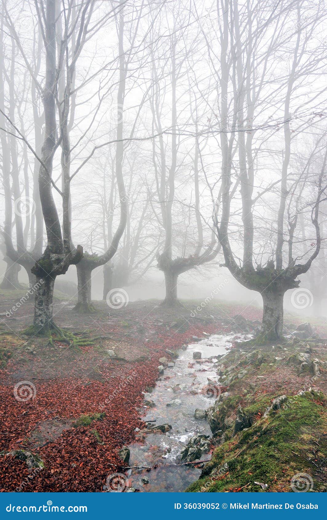 Forest with fog and stream stock photo. Image of leaf - 36039052