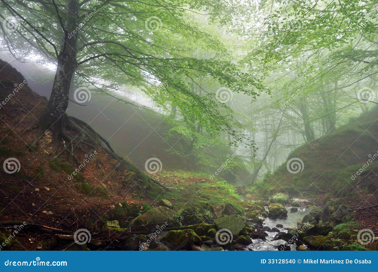 Forest with Fog and a Stream Stock Photo - Image of beautiful, forest ...