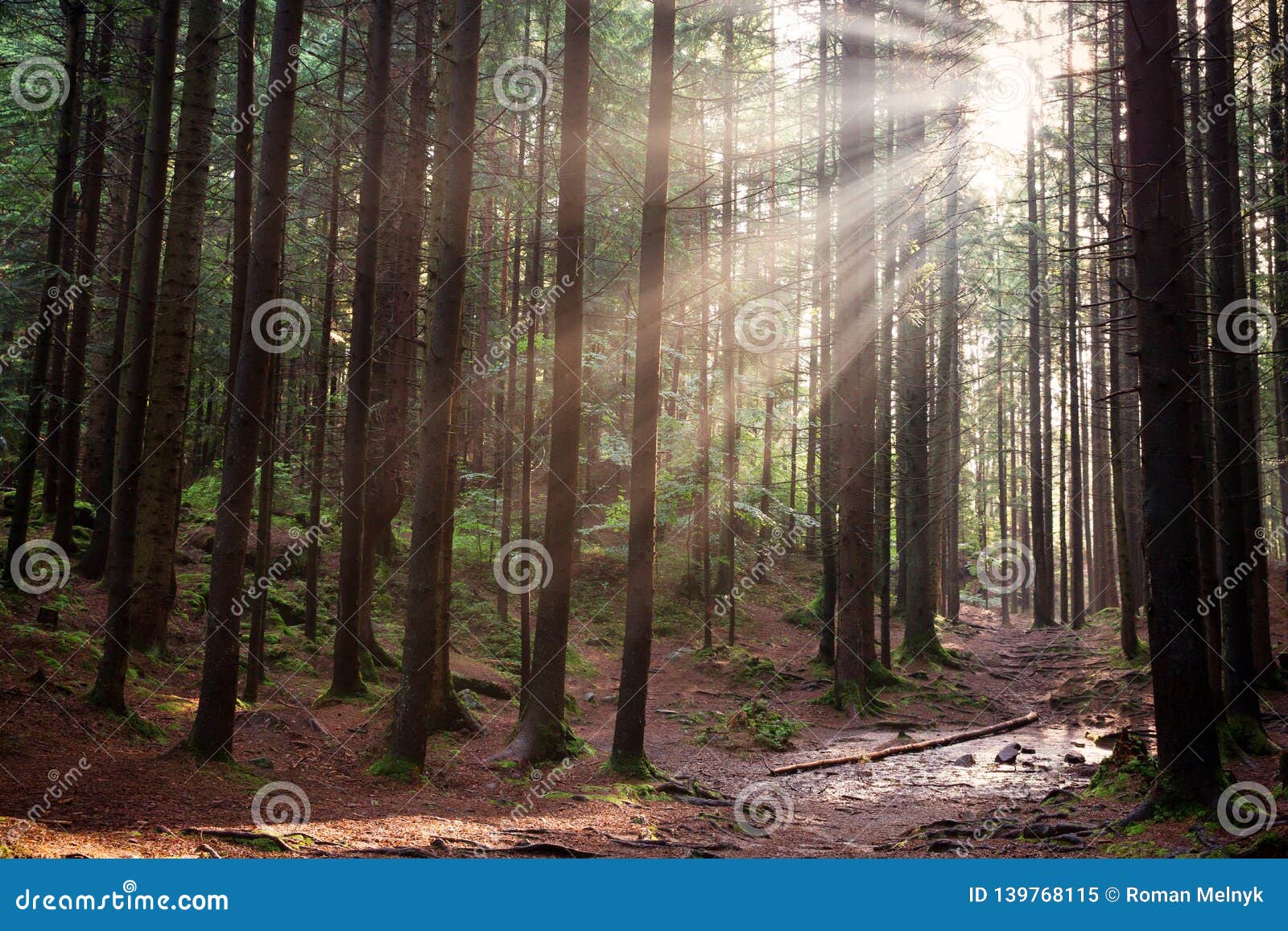 Forest in fog stock image. Image of animal, mountains - 139768115
