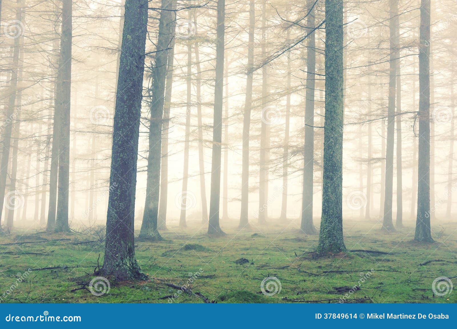 Forest with Fog and Vintage Effect Stock Photo - Image of sunlight ...