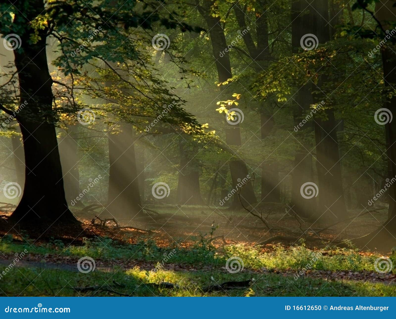 Forest with Fog and Warm Sunshine Stock Photo - Image of beautiful ...