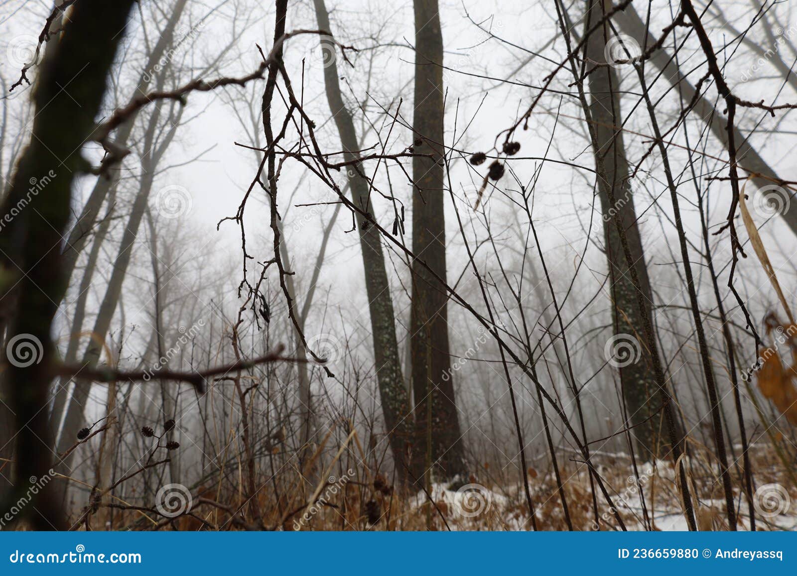 Thick Fog in the Winter Forest Stock Photo - Image of scene, autumnal ...