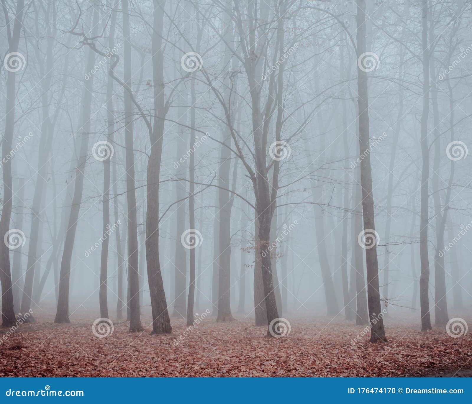 Forest in fogg stock photo. Image of tree, blue, mist - 176474170