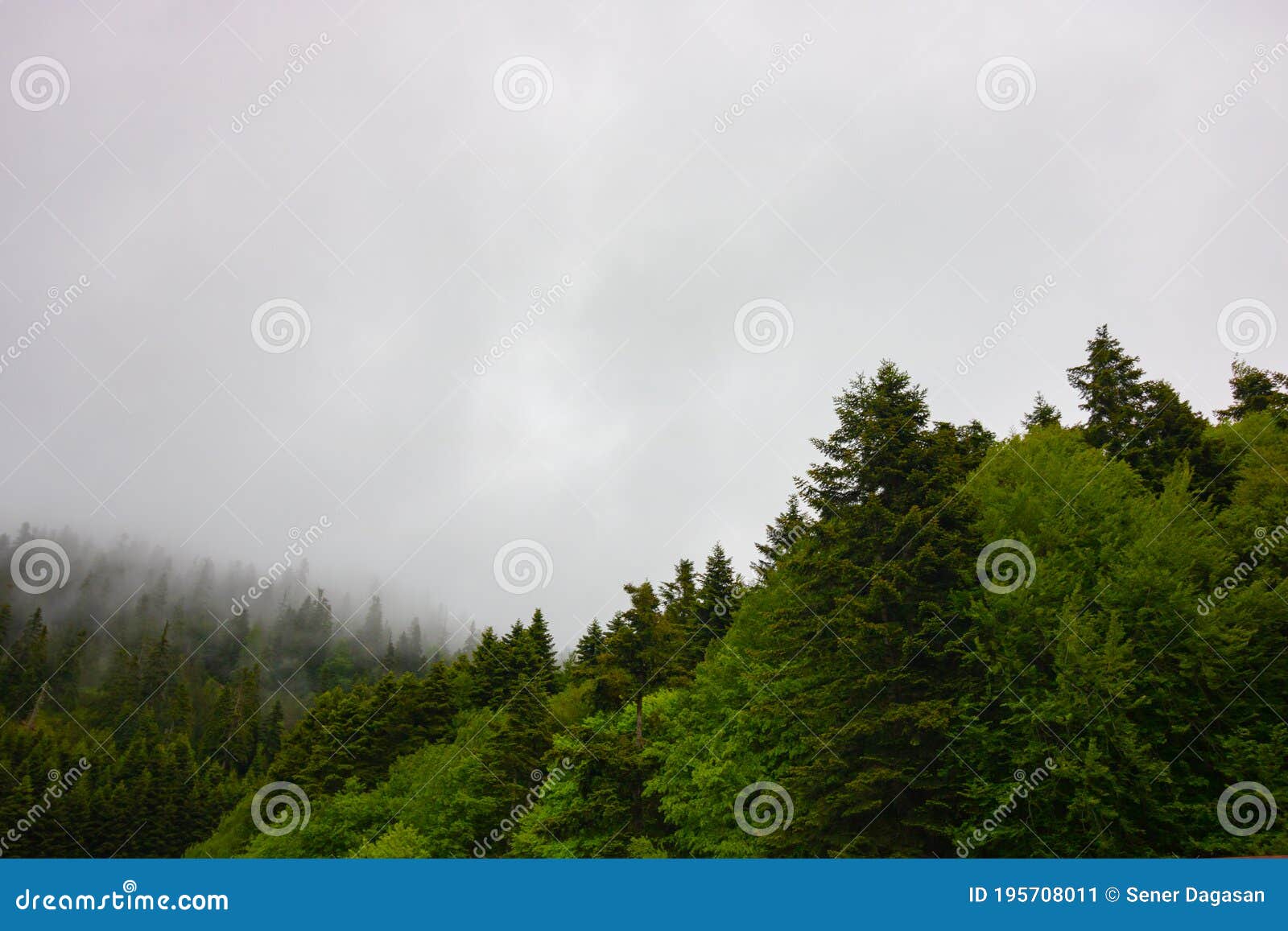 Forest and Foggy Weather stock image. Image of field - 195708011