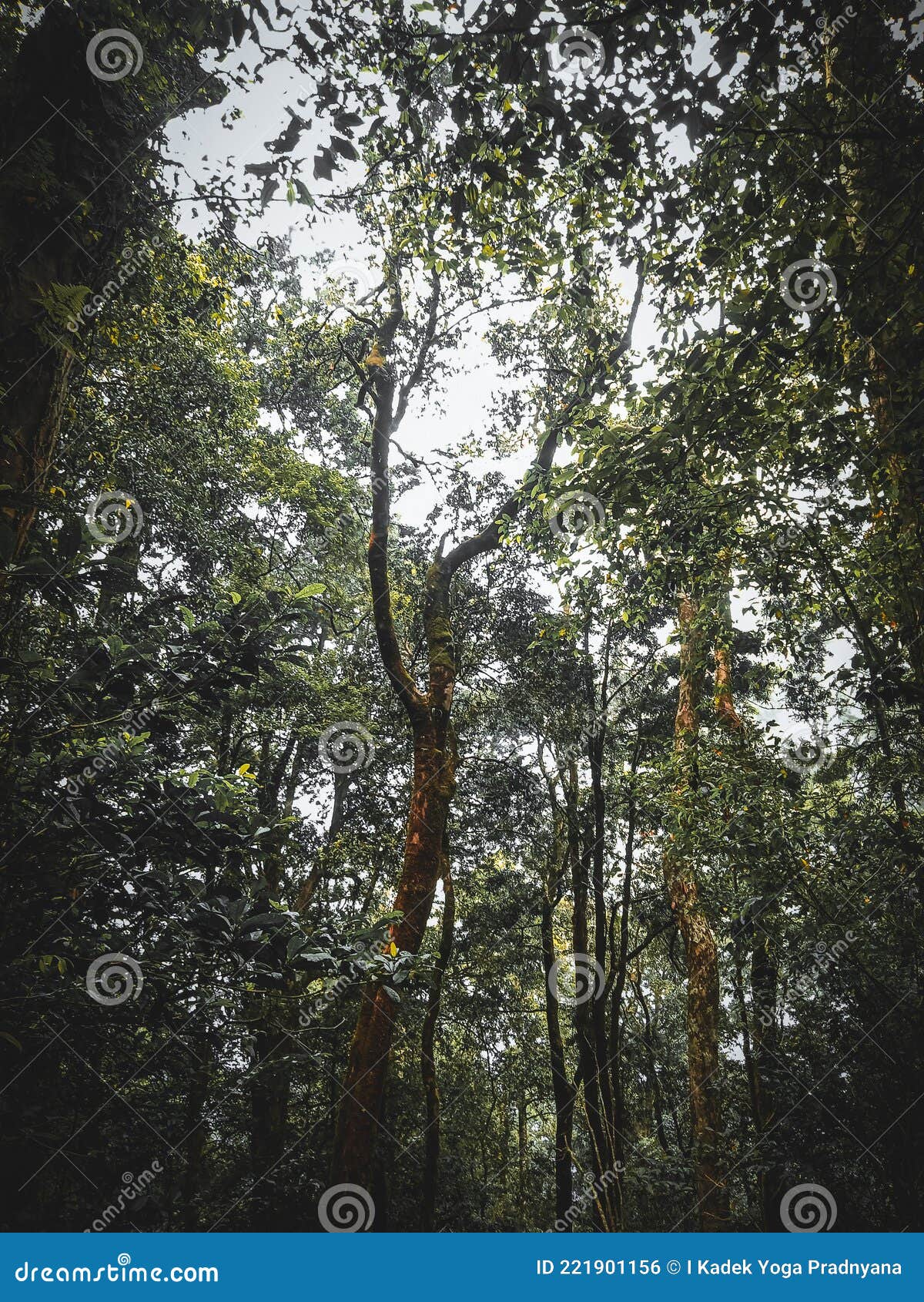 In the forest stock photo. Image of healing, batukaru - 221901156