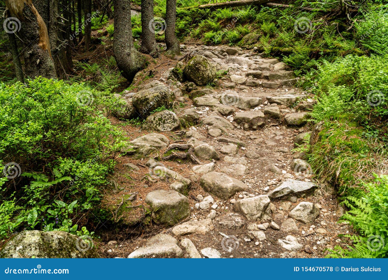 Forest Foot Path with Rocks Stock Photo - Image of nature, environment ...